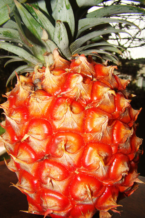 Abacaxi - Oba Gastronomia